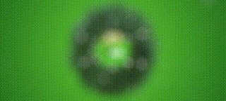 MoMo Bot – Modus Operandi